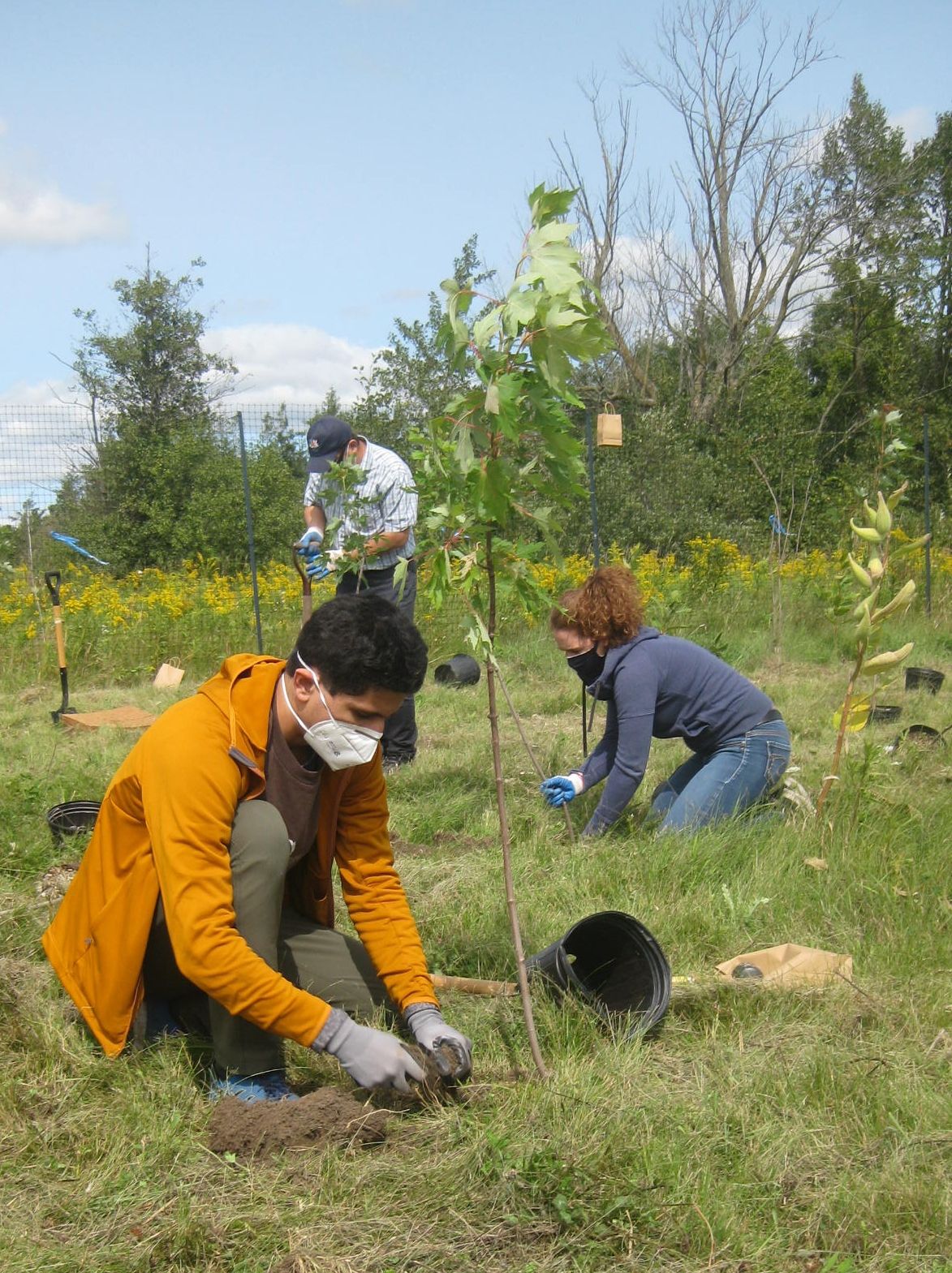 Planting trees around the world - Siemens Global