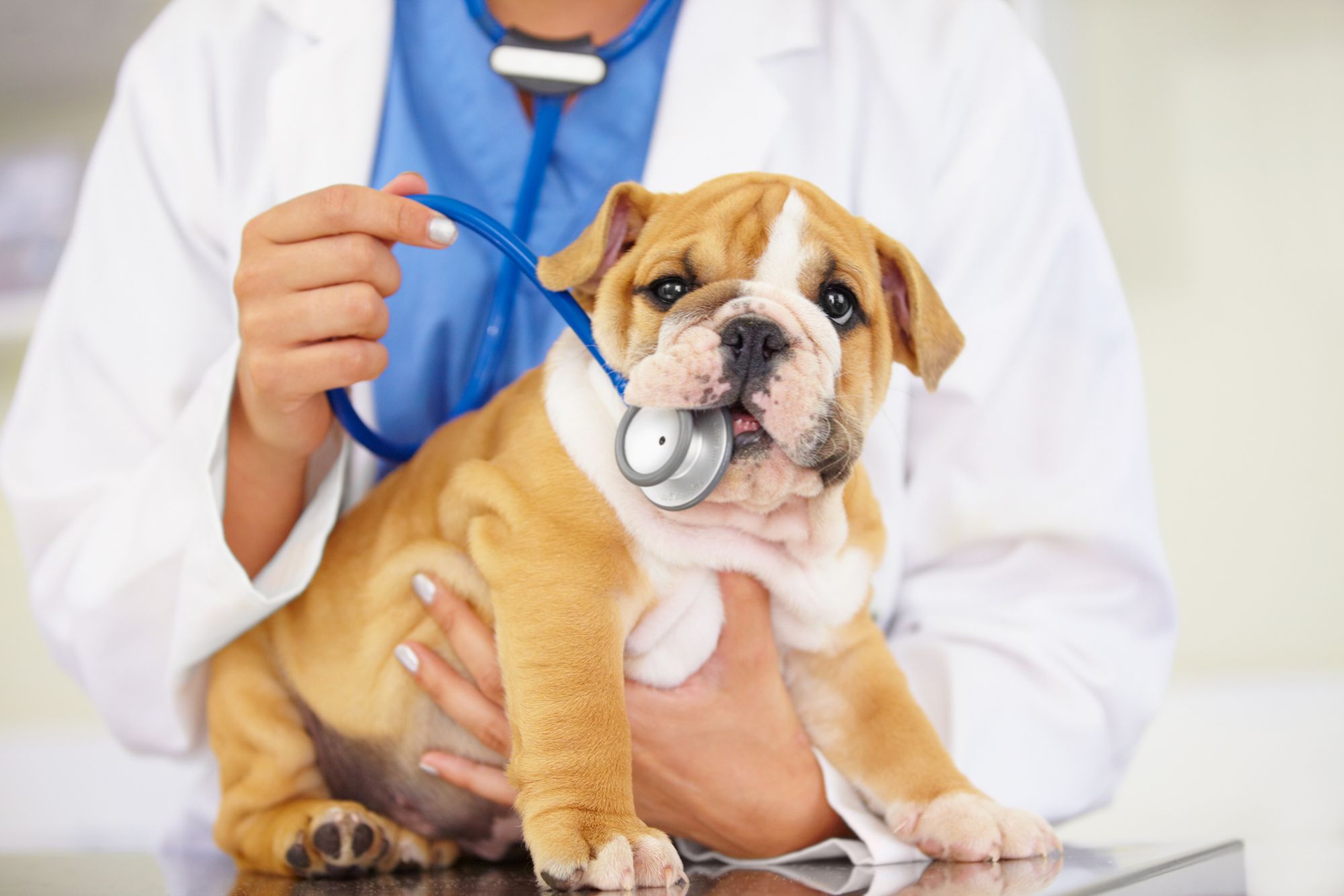 Pet parents driving better healthcare for animals - Siemens Global